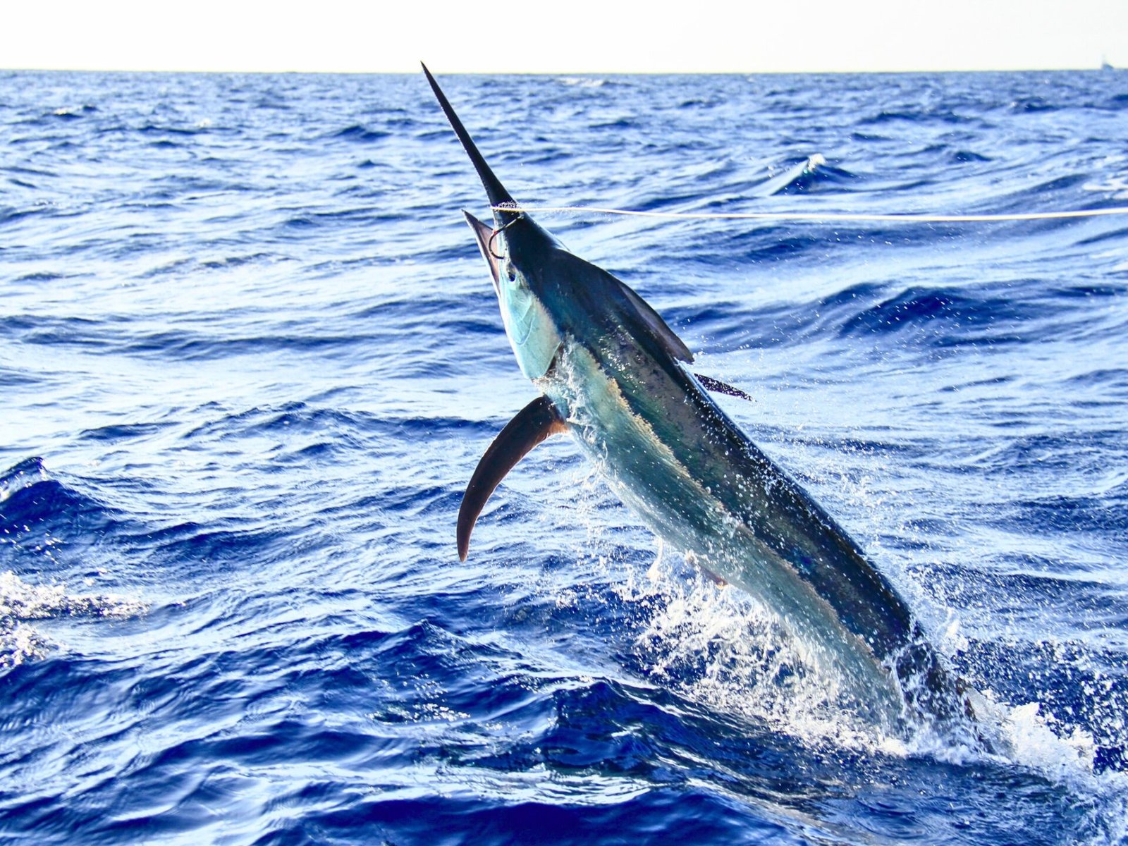 Key West Swordfish Fishing Charters | Fish Daily Charters