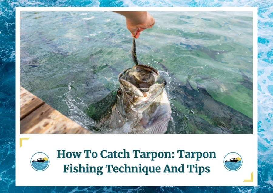 How to Catch Tarpon - Fish Daily Charters